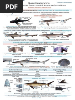 NOAA Shark Identification Placards | PDF | Sharks | Vertebrates