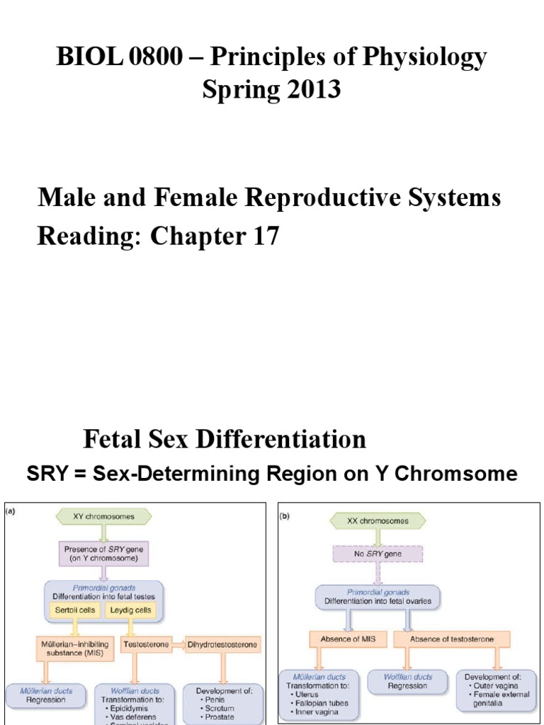 Reproductive Systems: Male & Female Physiology | PDF | Menstrual Cycle ...