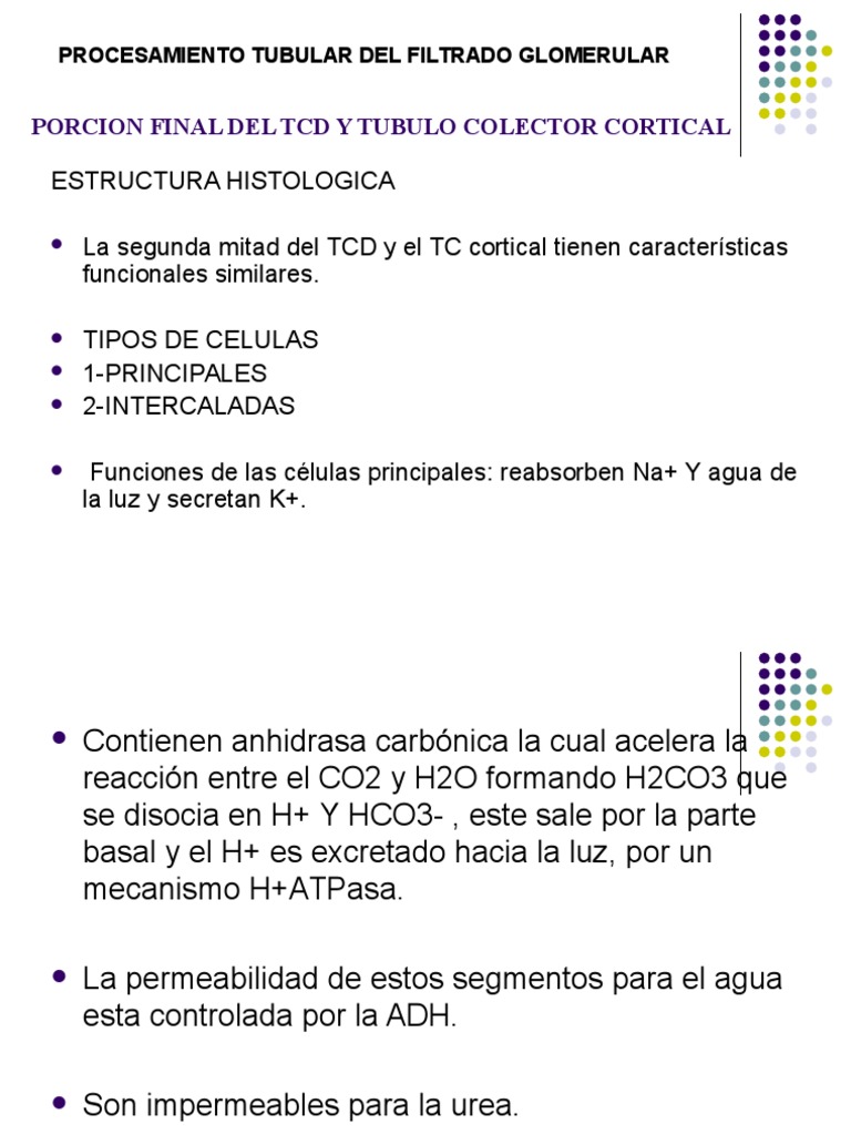 Estructura y Función del Túbulo Colector | PDF | Riñón | Anatomia animal