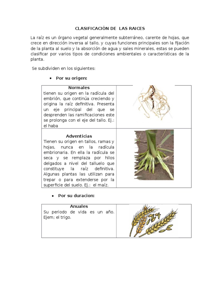 Clasificacion de Las Raices | Raíz | Tallo de la planta