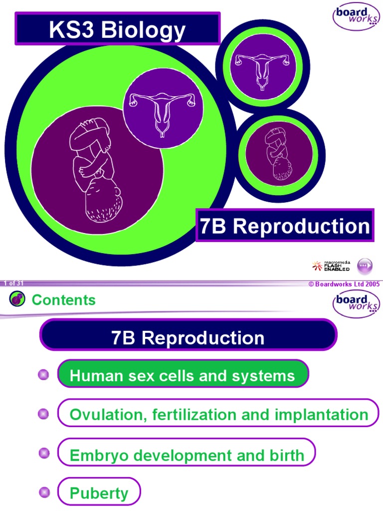 Reproductive Cycle | PDF | Fertilisation | Sex