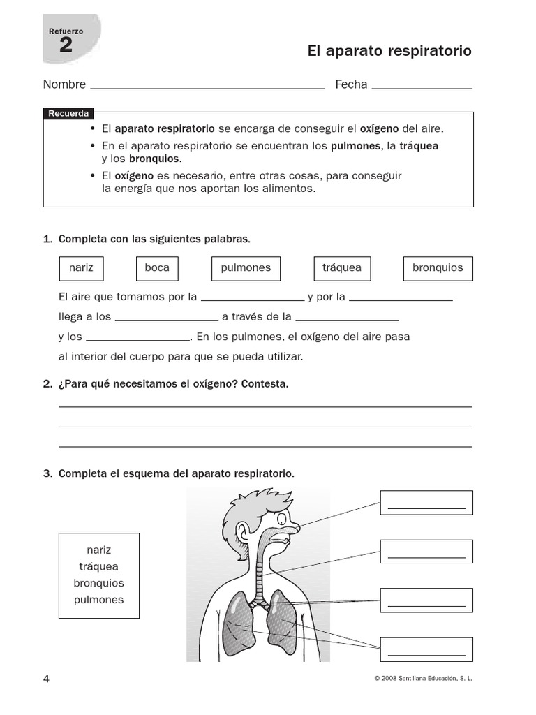 Hoja De Trabajo Sobre El Etiquetado Del Sistema Respiratorio