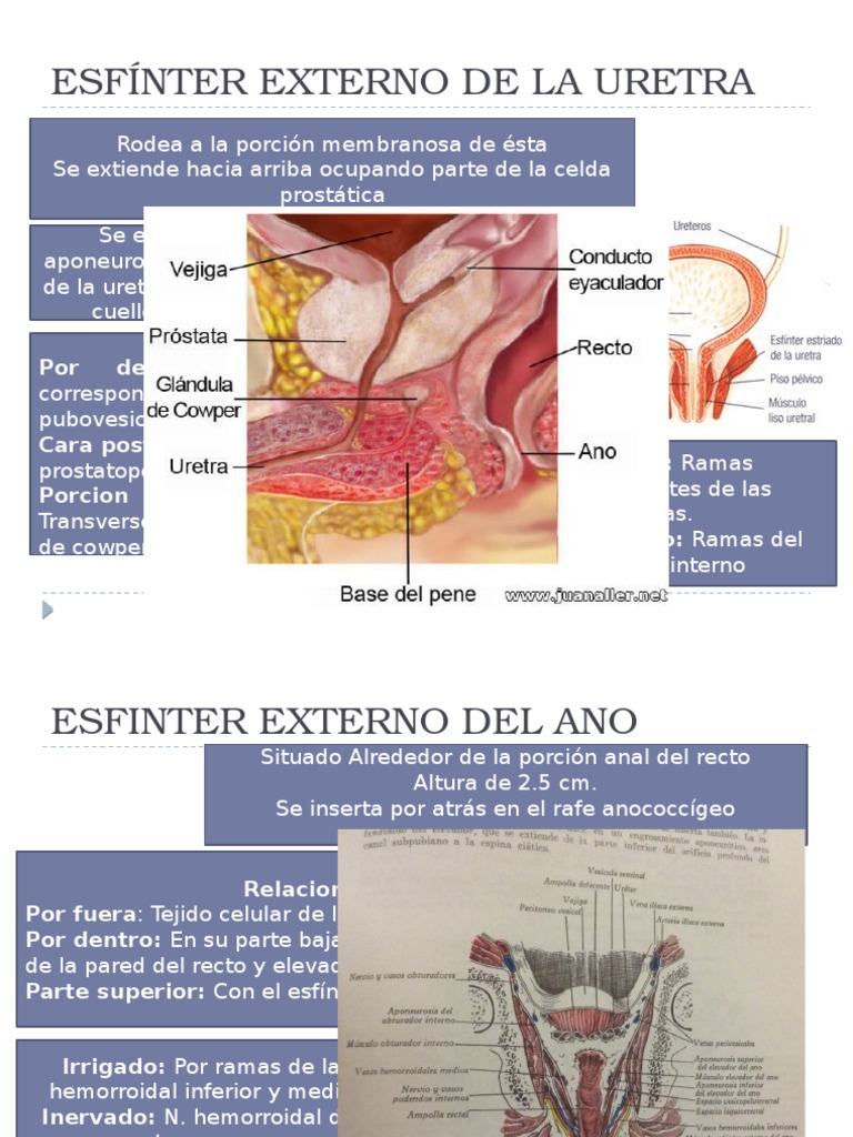 Anatomía del Esfínter y Perineo | PDF | Pelvis | Anatomía humana