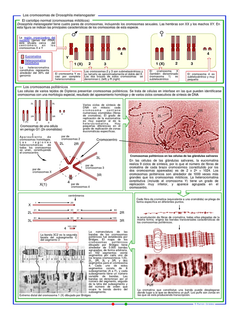 Crosomomas de Drosophila Melanogaster | Cromosoma | Cromatina