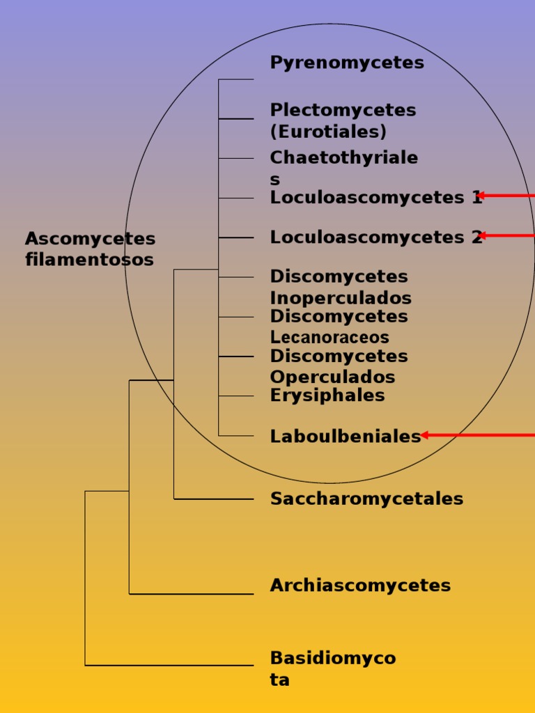 14 - Loculo y Laboulbenio Sigfrido | PDF | Plantas | Organismos