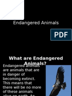 Endangered Animals Quiz | PDF