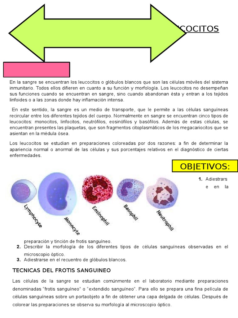 Observacion y Recuento de Leucocitos | Leucocito | Sangre
