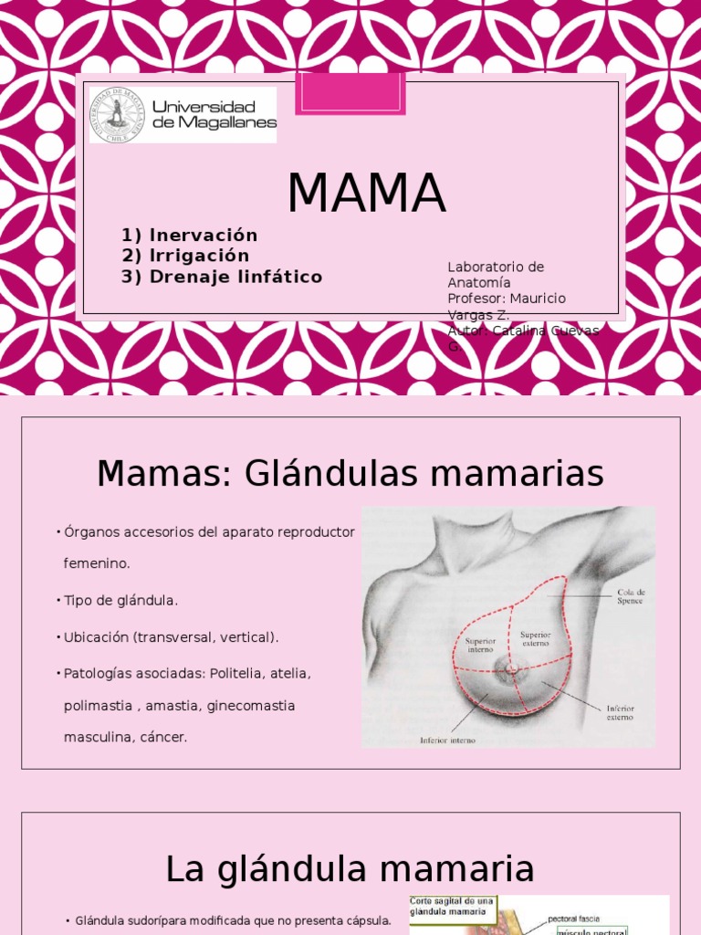 Anatomía de Mama | PDF