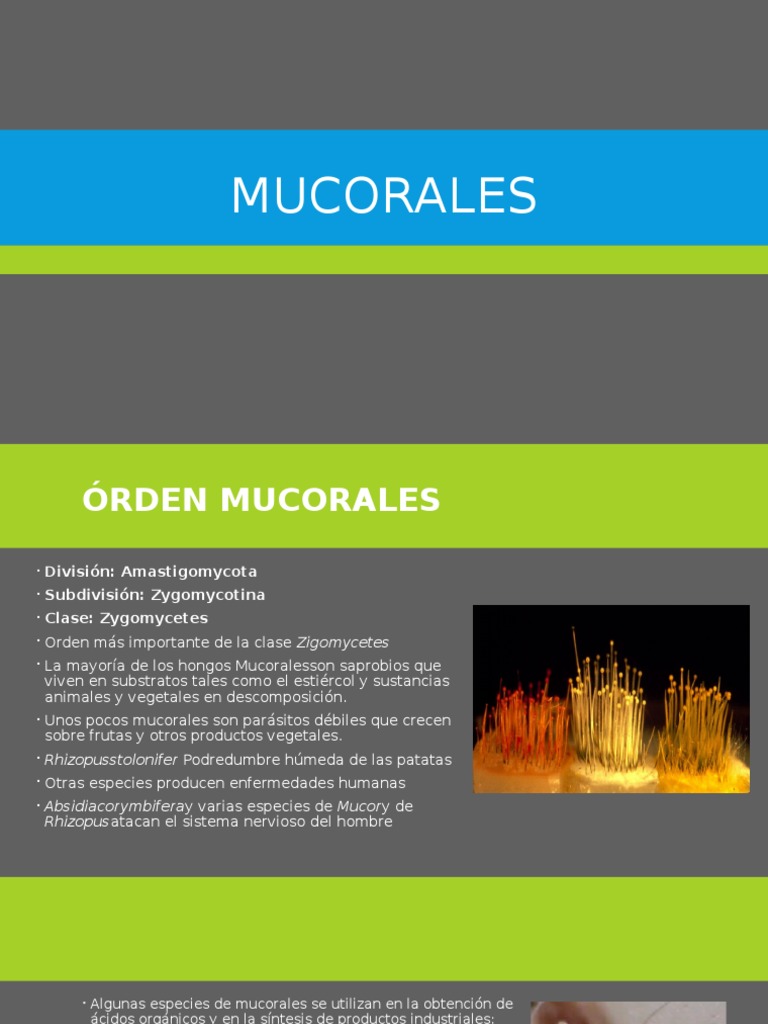 Estructura y Reproducción de Mucorales | PDF | Espora | Hongo