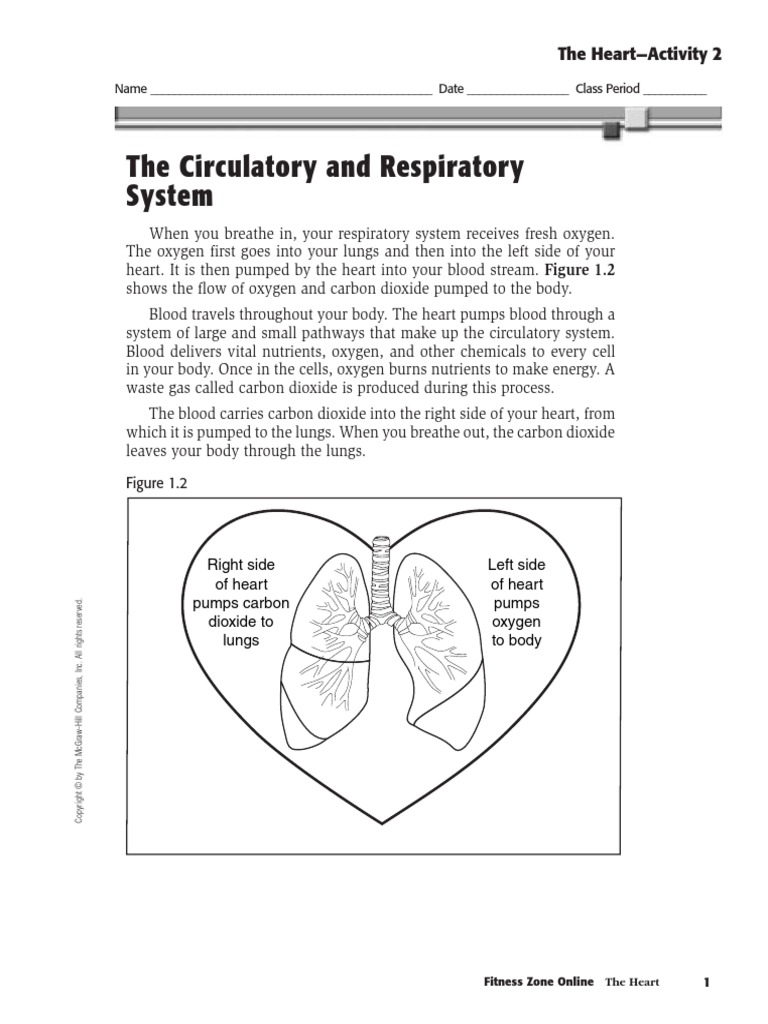 The Heart Activity 2 PDF | PDF | Heart | Circulatory System