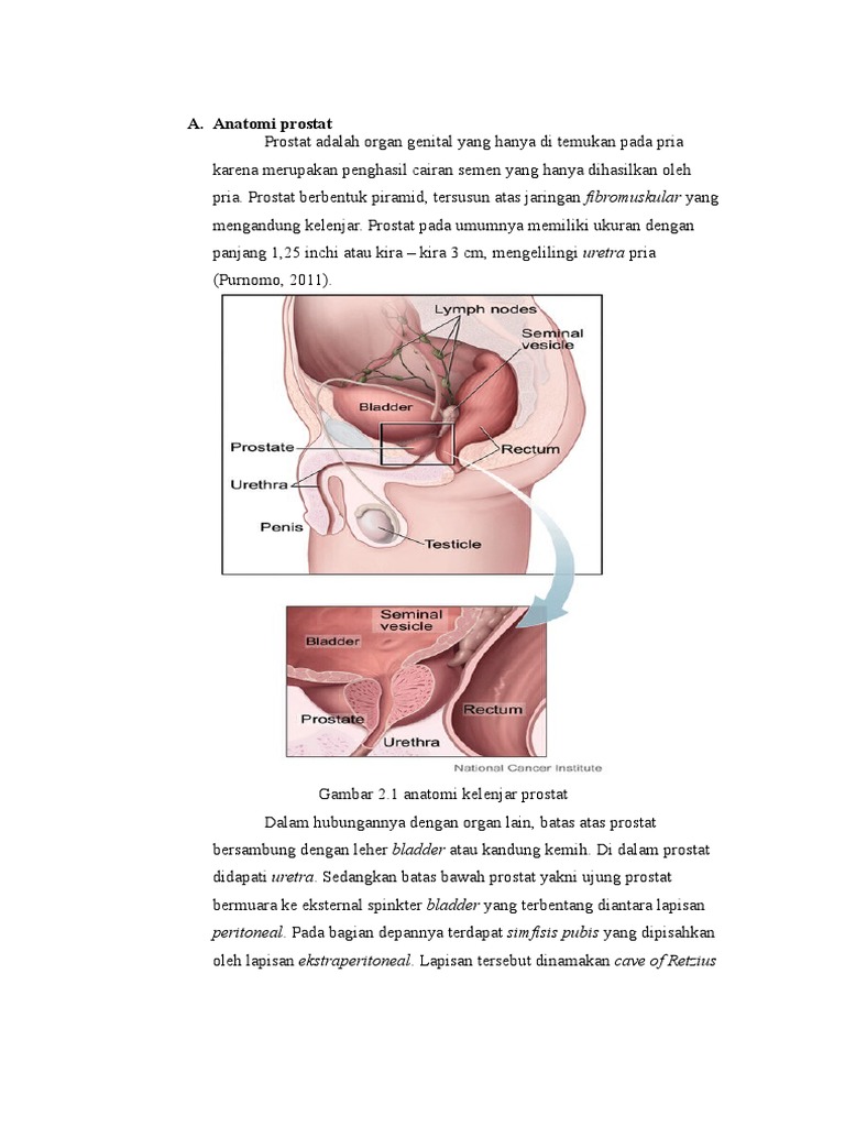 Anatomi dan Histologi Prostat | PDF