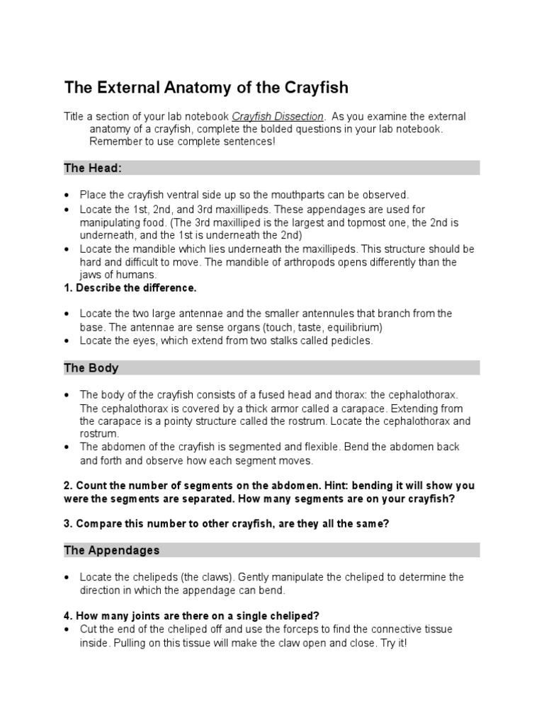 Crayfish Dissection | PDF | Abdomen | Anatomical Terms Of Location