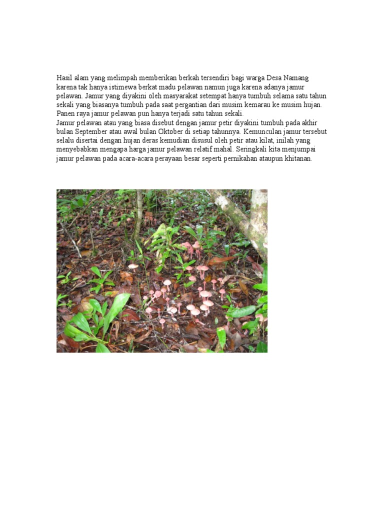 Jamur Pelawan | PDF