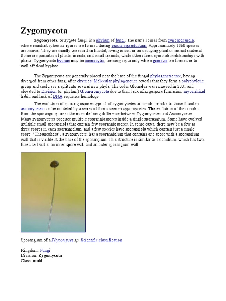 Zygomycota Sporangium
