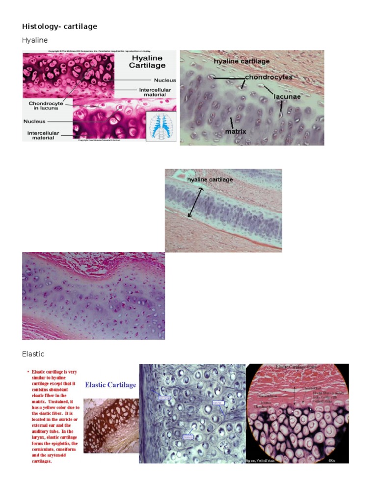 Hyaline Cartilage Histology Overview | PDF