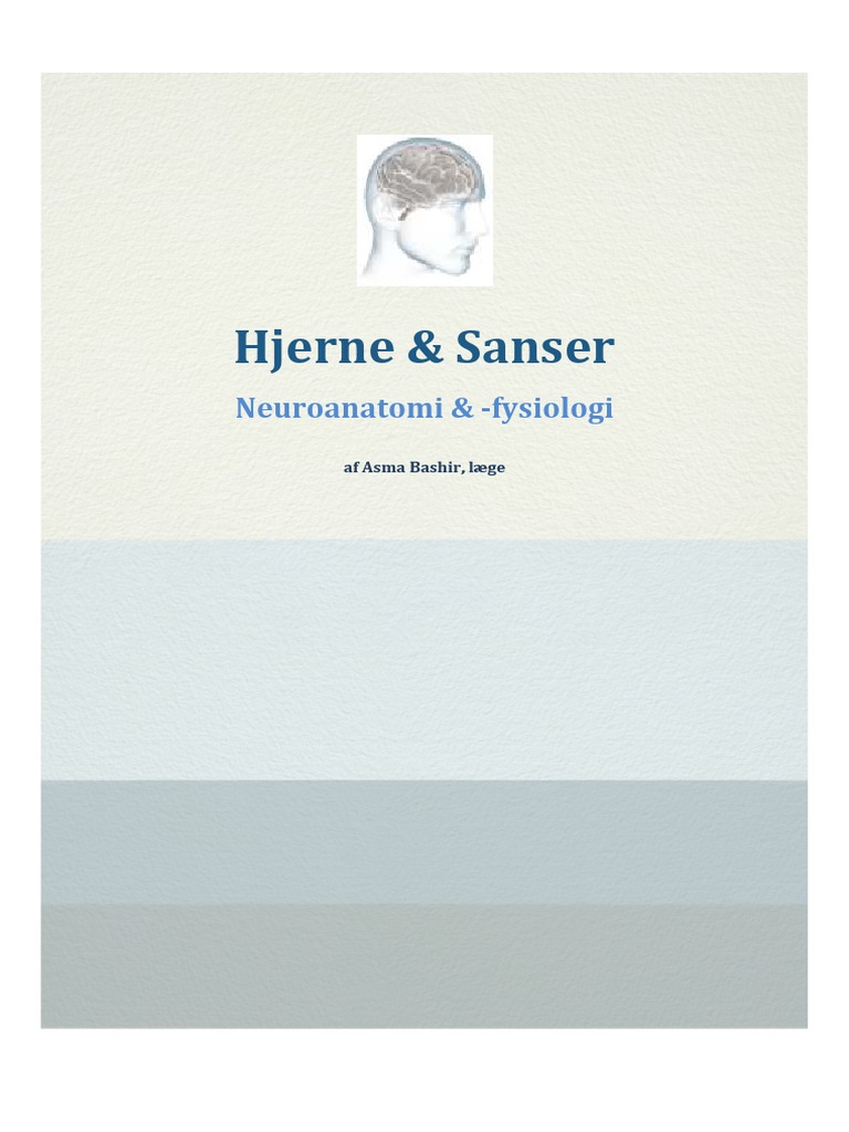 Hjernen Og Sanser | PDF