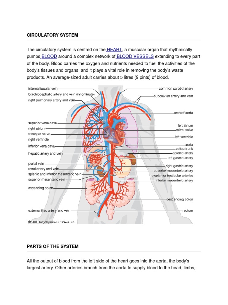 Circulatory System | PDF | Heart | Circulatory System