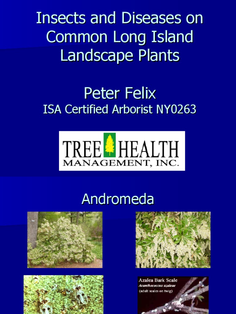 Insects and Diseases On Common Long Island Landscape | Download Free ...