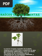 Raiz Axonomorfa | PDF | Raíz | Tallo de la planta