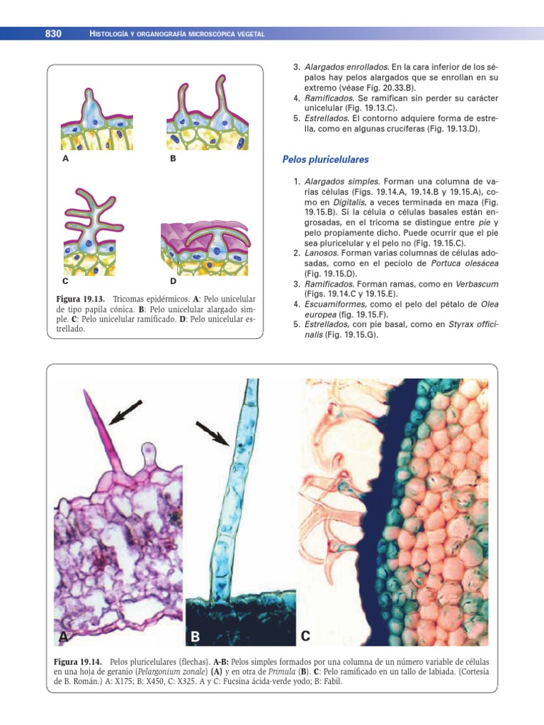 Tipos de tricomas en plantas | PDF