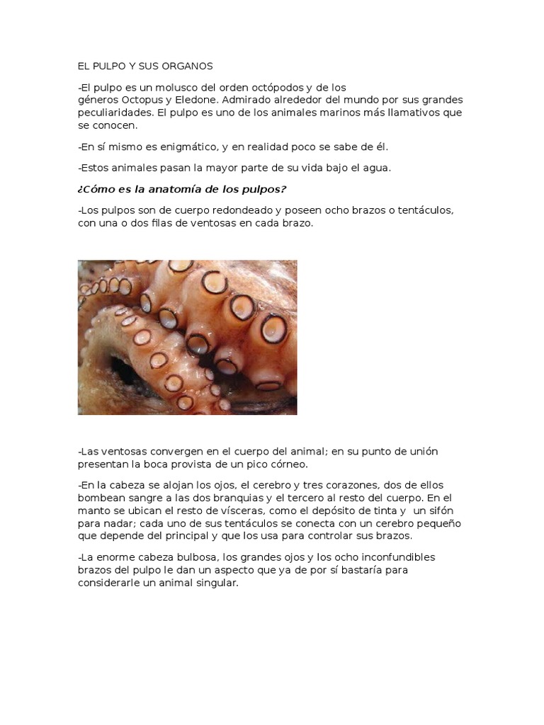 PULPOS | PDF | Pulpo | Zoología