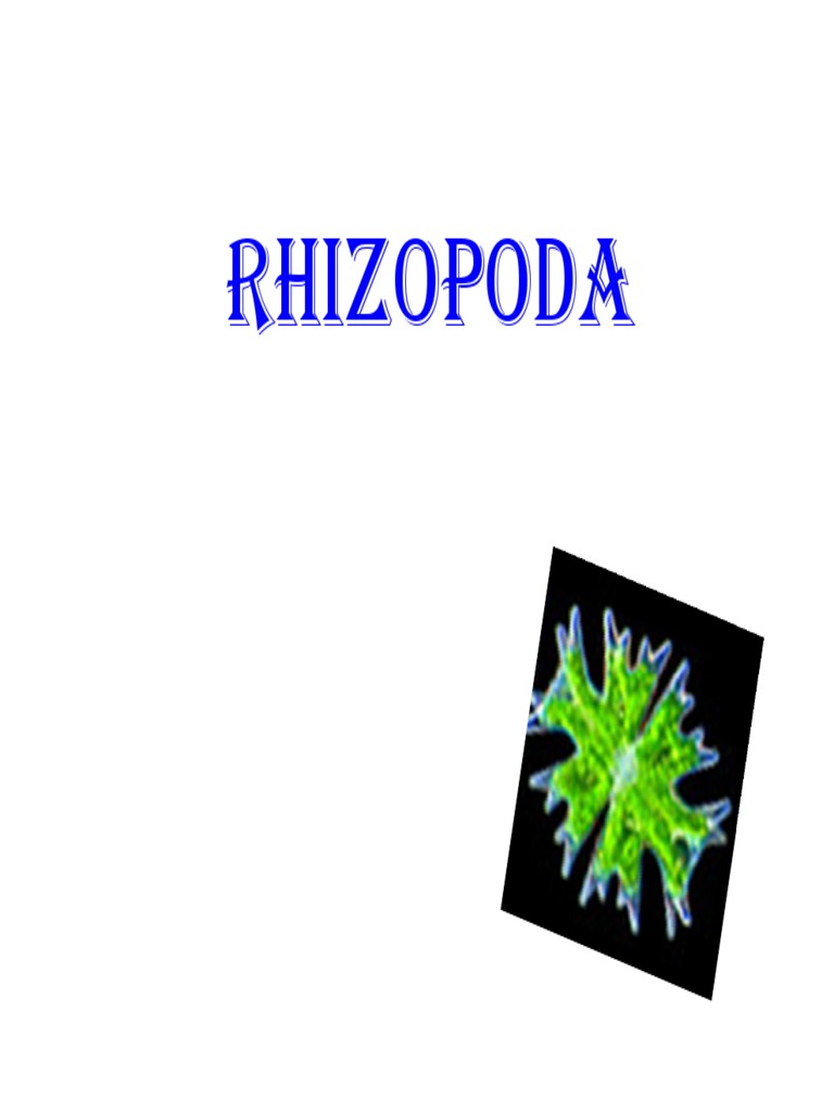1-Rhizopoda | Cell Nucleus | Cell Biology