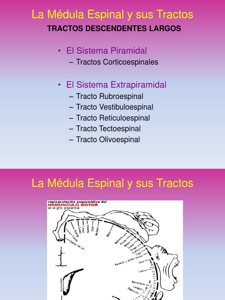 La Médula Espinal Tractos Descendentes PDF | PDF | Médula espinal ...