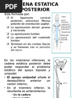 Test de Adams | PDF | Escoliosis | Especialidades Medicas