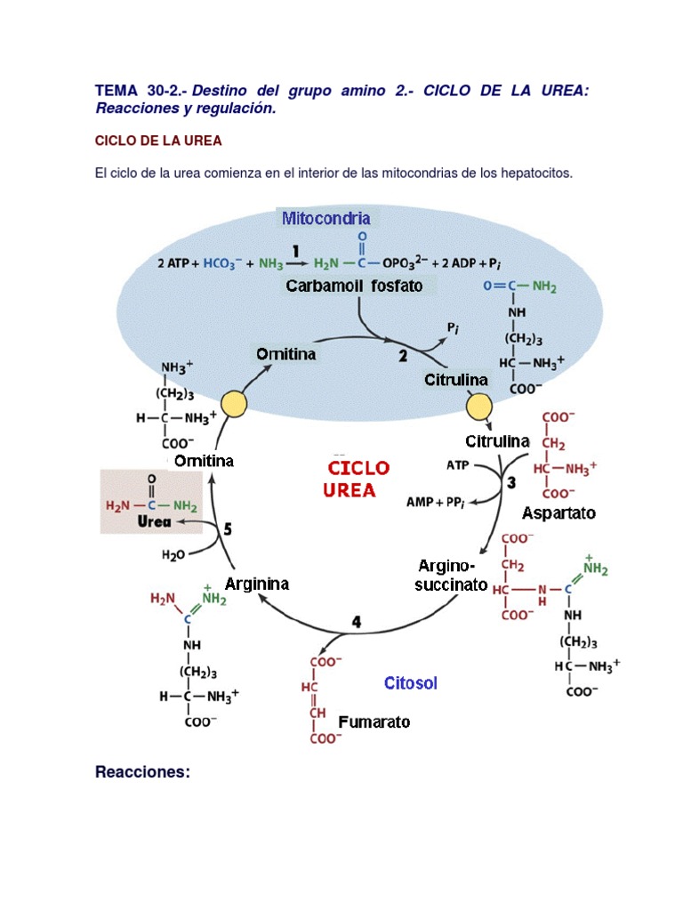 Ciclo de La Urea 2 | PDF | Bioquímica | Química