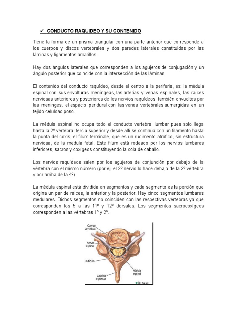 Conducto Raquideo y Su Contenido Medula Espinal Morfologia Nervios ...