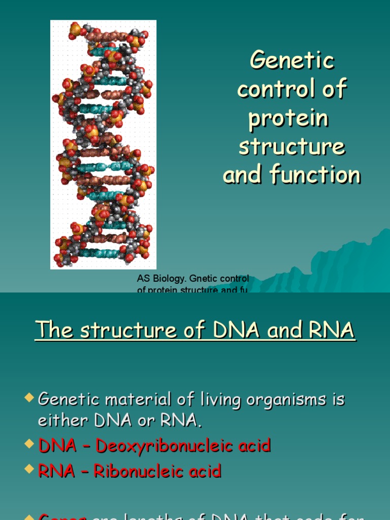 Structure Od DNA | PDF | Nucleotides | Dna
