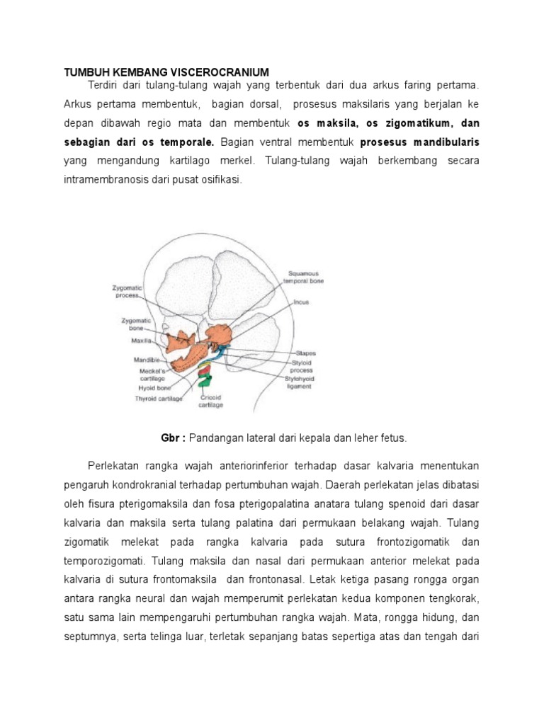 Tumbuh Kembang Viscerocranium | PDF | Kajian Bahasa Asing