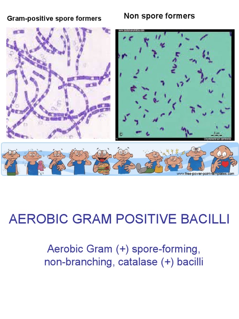 Bacteriology Lec - Aerobic gram positive bacilli.ppt | Anthrax | Bacillus