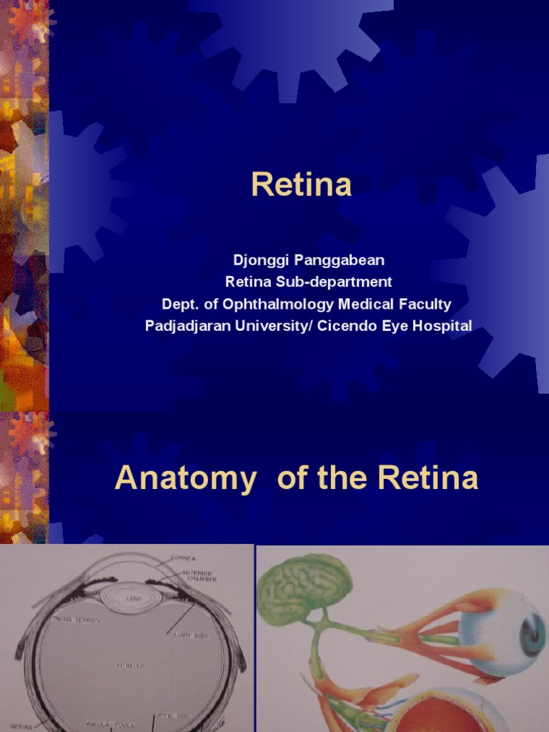 4-retina.ppt | Retina | Senses