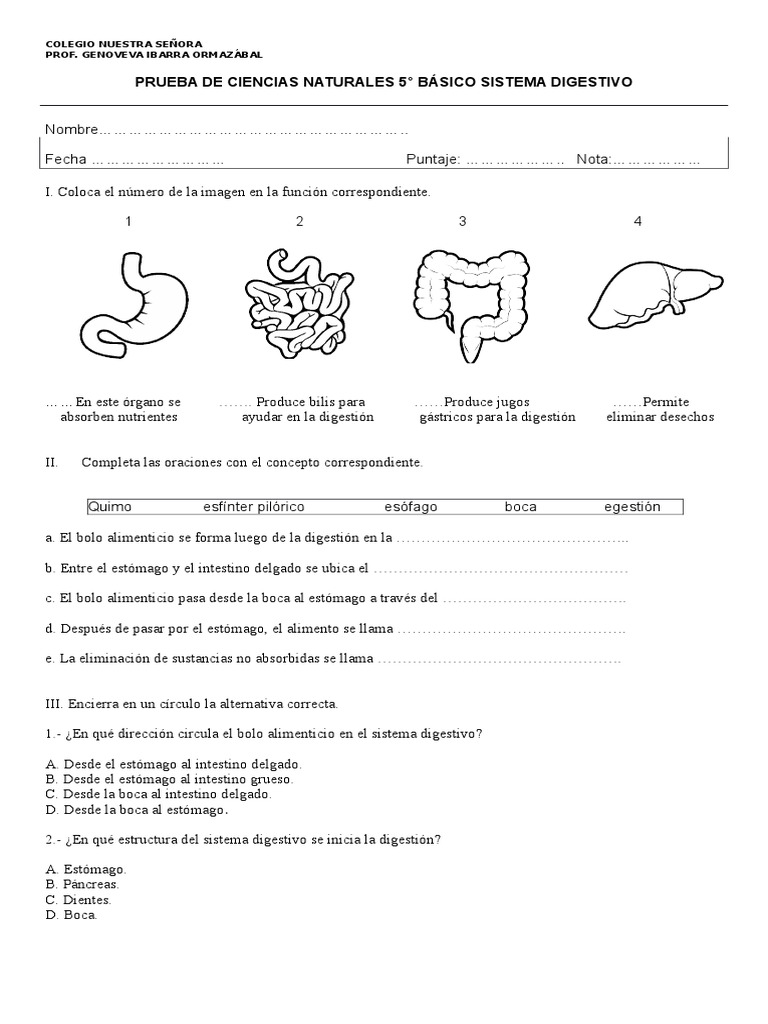 Prueba S. Digestivo 5° | PDF | Digestión | Sistema digestivo humano Prueba S. Digestivo 5° | PDF | Digestión | Sistema digestivo humano