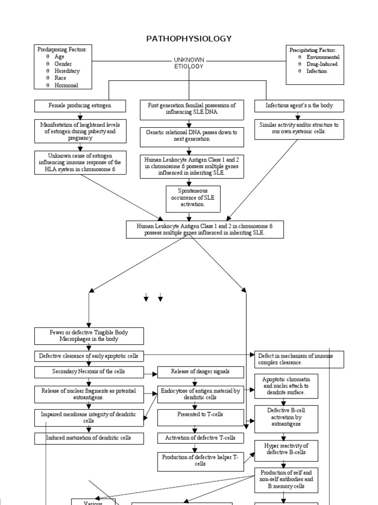 Systemic Lupus Erythematosus Pathophysiology | PDF | Systemic Lupus ...