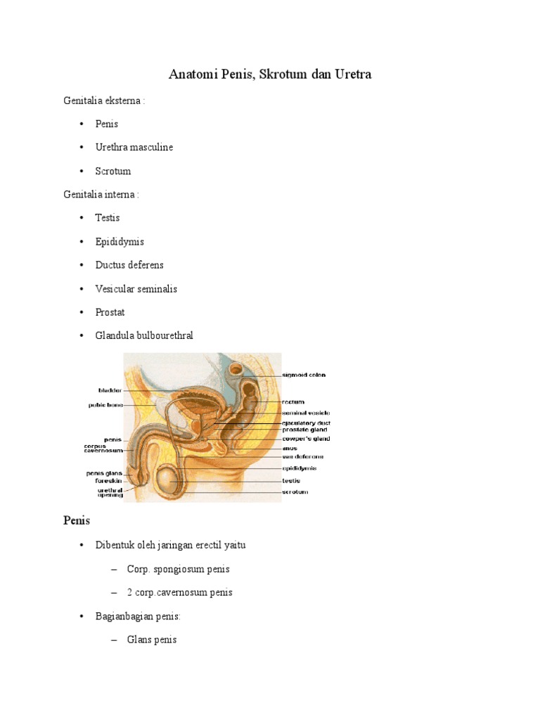 Anatomi Penis | PDF