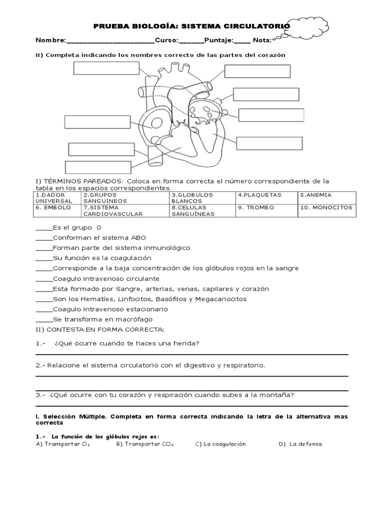 Prueba Sistema Circulatorio | PDF | Sangre | Corazón