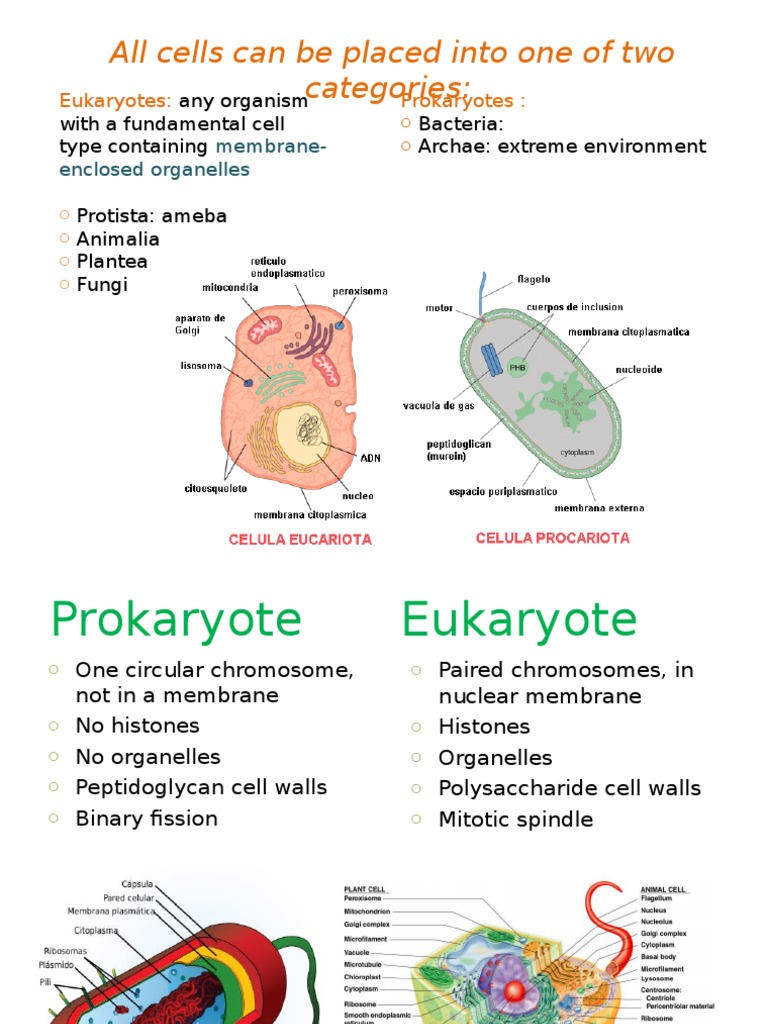 Fisiologia Microbiana Clase 1 | PDF | Bacteria | Cell Membrane