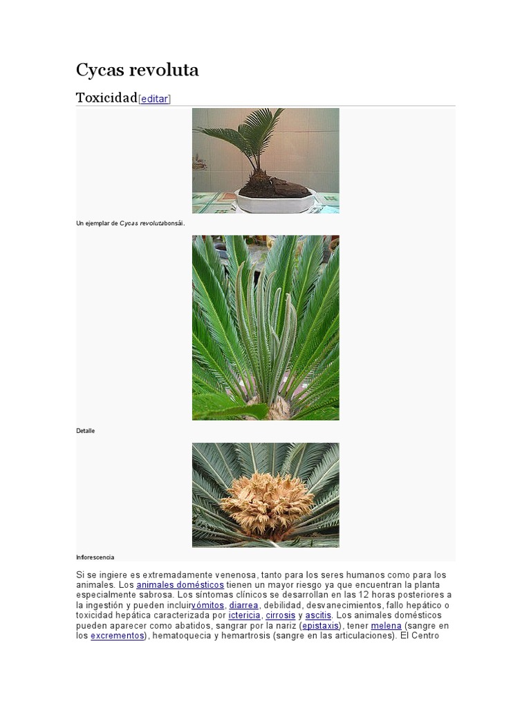 Cycas Revoluta | PDF | Hogar, jardinería y bricolaje | Ciencia y ...