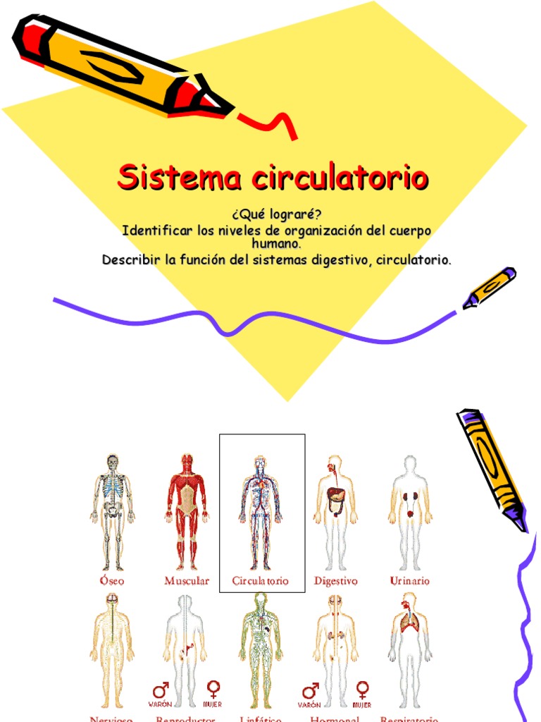ppt sistema circulatorio.ppt | Ventrículo (corazón) | Sangre