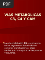Plantas c3 c4 y Cam | PDF | Plantas | Ramas de la botánica