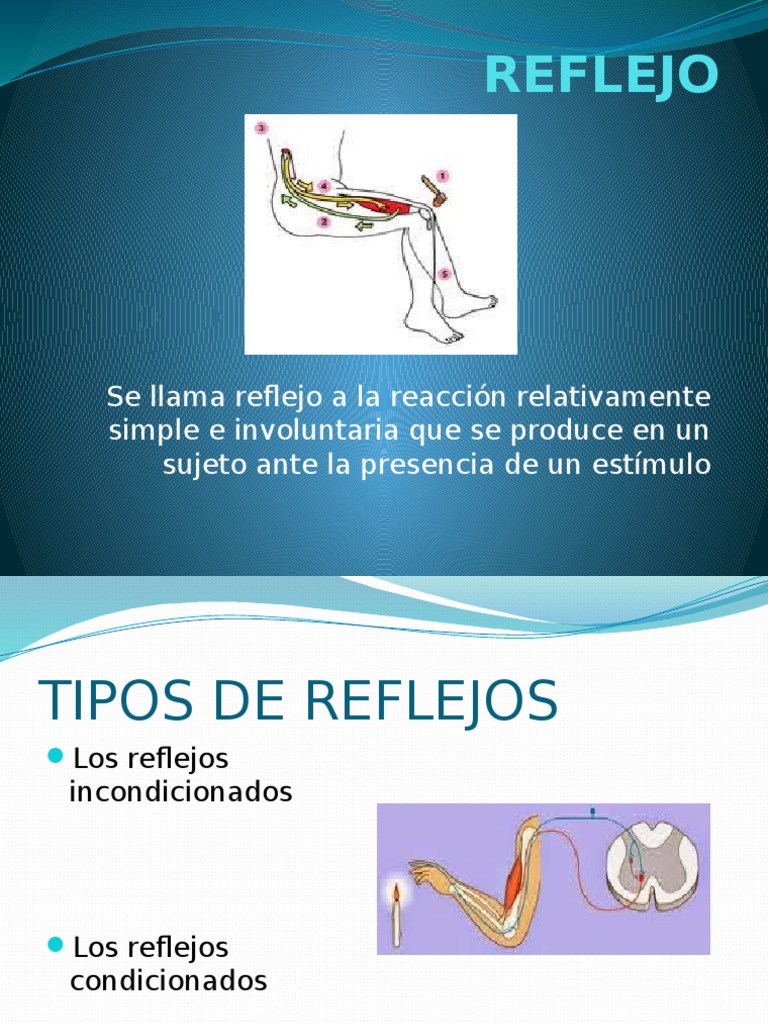 Exposicion Anatomia Reflejos | PDF | Materia gris | Neurona