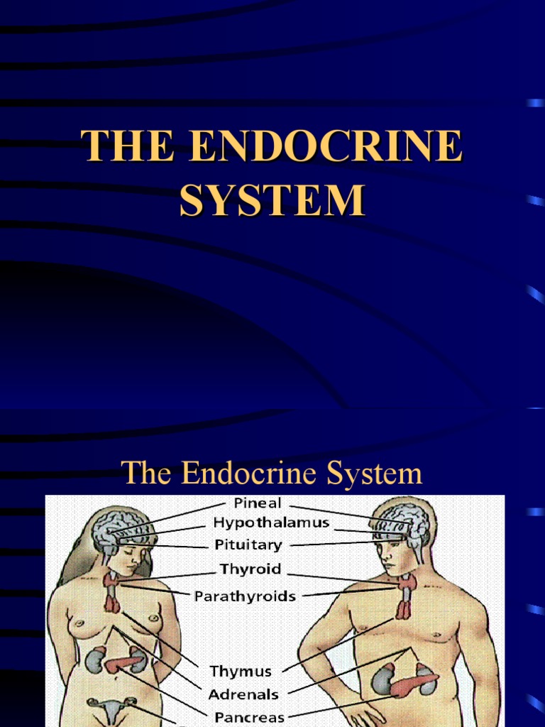 Endocrine System | PDF