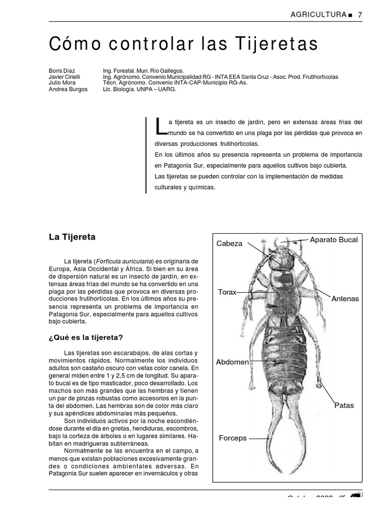 Tijereta PDF | PDF | Insectos | Science