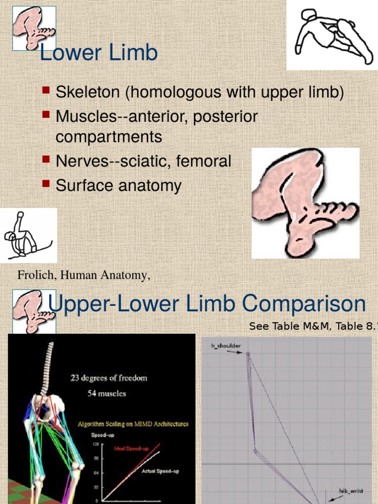Lower Limb 2 | PDF | Human Leg | Anatomical Terms Of Motion