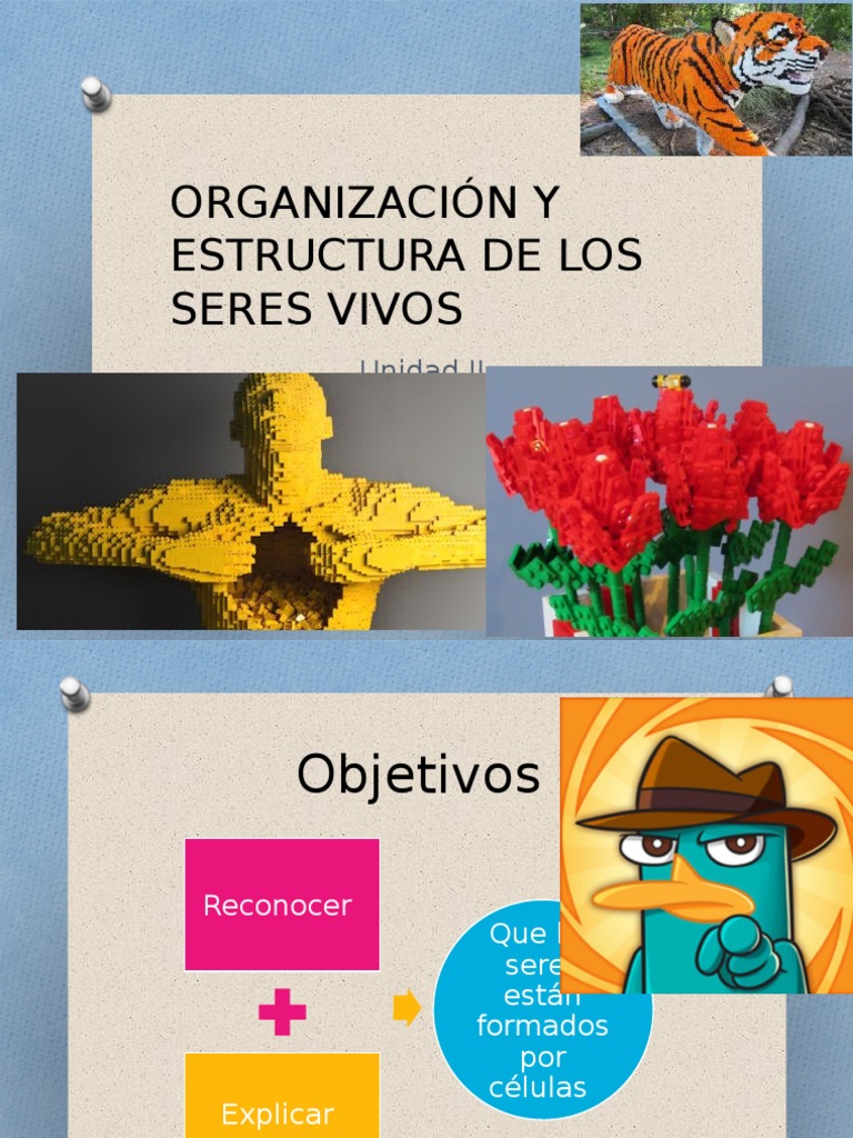 Organización y Estructura de Los Seres Vivos | PDF