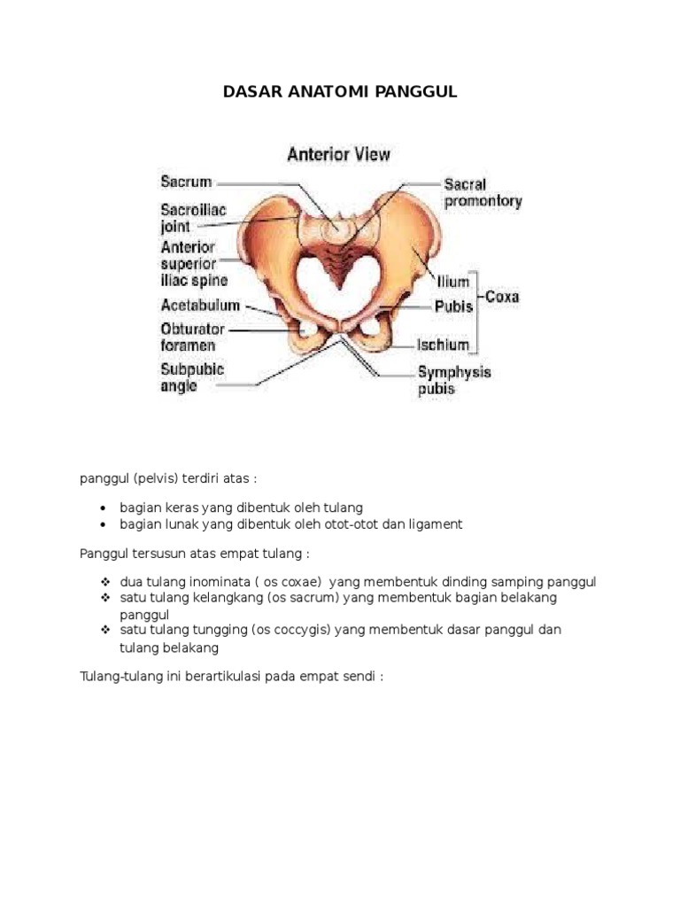Anatomi Panggul dan Tulang Inominata | PDF