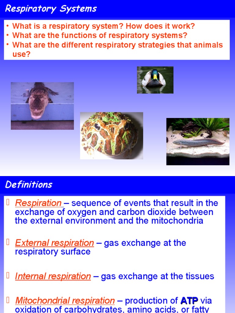 Animal Respiratory System | PDF | Gill | Lung
