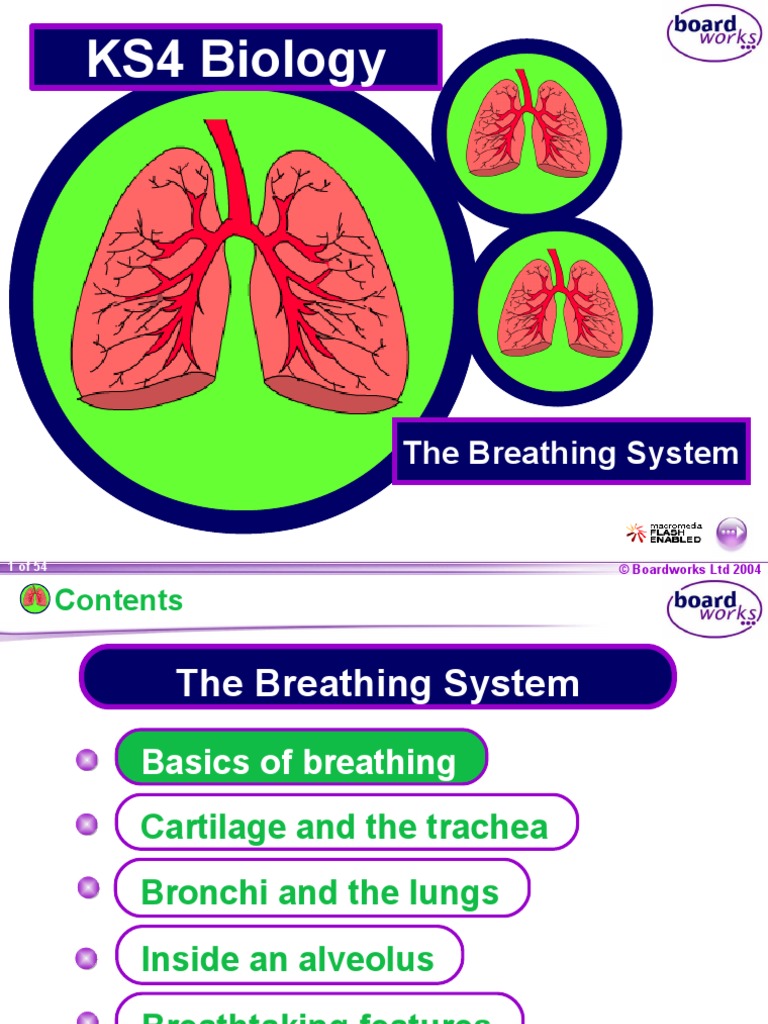 KS4 The Breathing System | PDF | Lung | Breathing